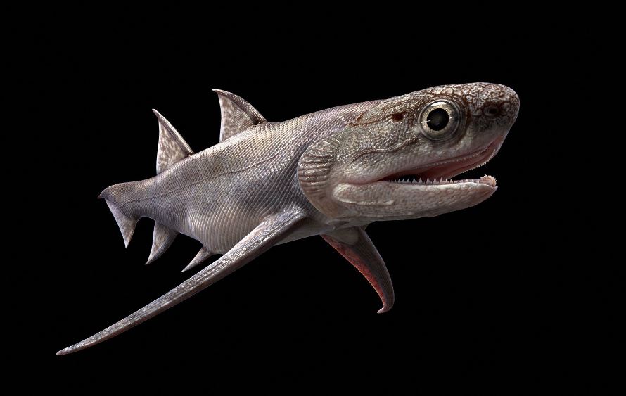 OMG: Chinese fish fossils take a bite out of mystery of origin of jaws