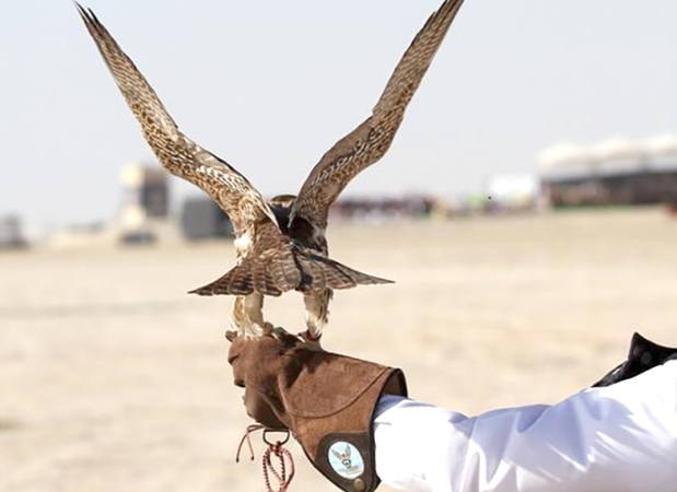 Bahrain News: Falcon helmet that can deliver essential data