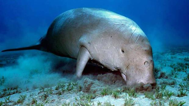 Bahrain News: Dugongs ‘thriving on lush seagrass beds’