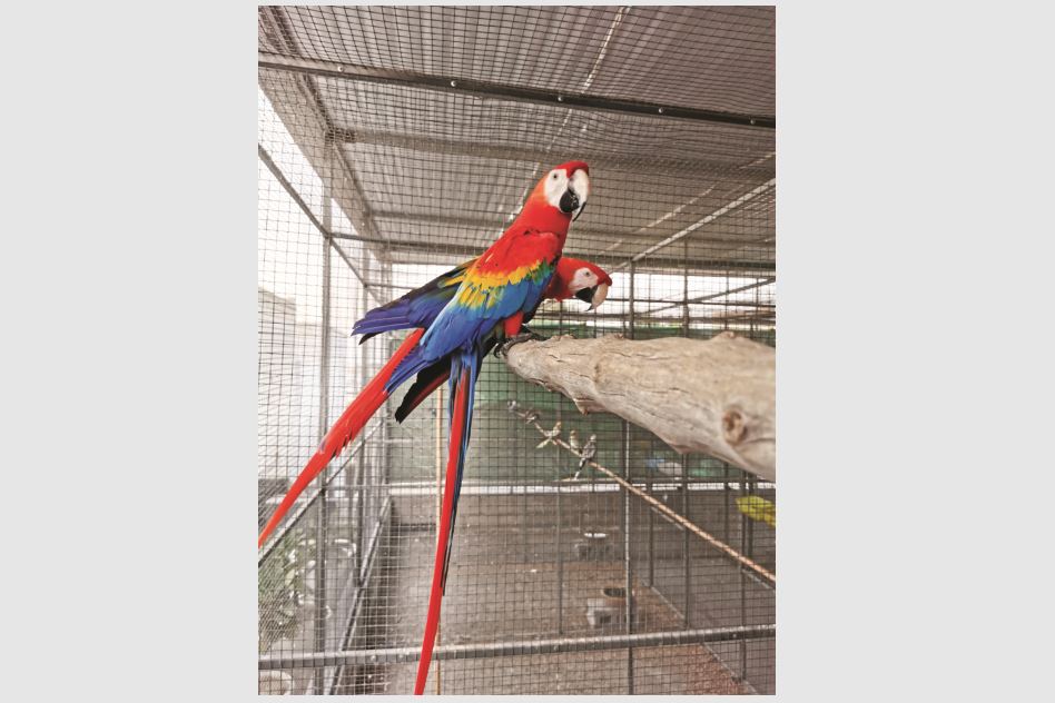 Bahrain News: Global expo showcase for 1,500 exotic birds