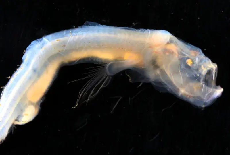OMG: Scientists capture some never before seen animals in deep sea dive ...