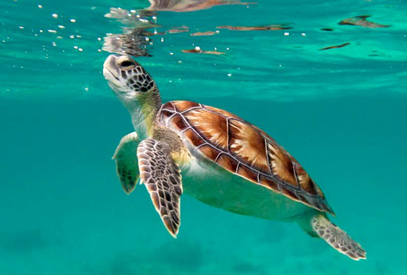 Bahrain News: Group aims to protect endangered sea turtles