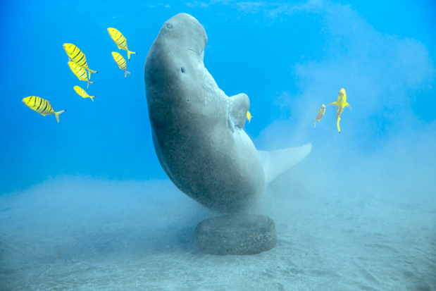 Bahrain News: Shot at stardom for Bahrain’s dugongs