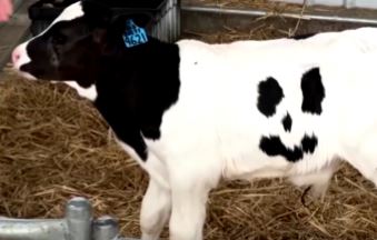OMG: One-month-old Australian calf with smiley face markings draws ...