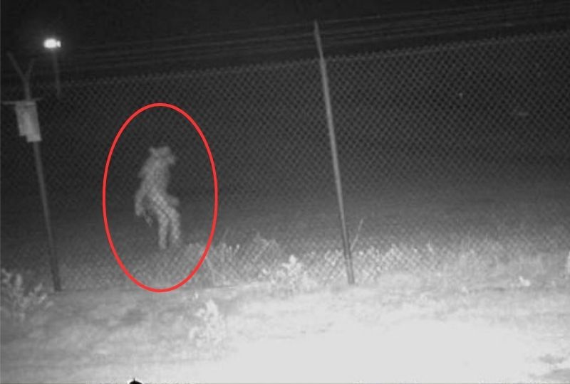 OMG: A strange creature caught on camera, and a yearlong mystery that’s baffled everyone!
