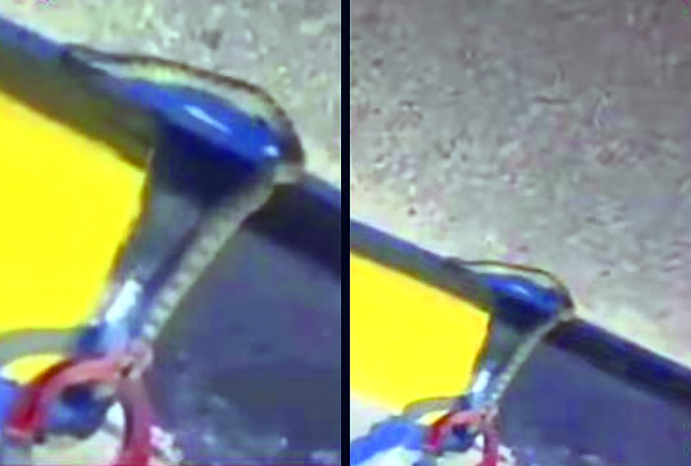 Bahrain News: Action pledged as video shows snake in Muharraq