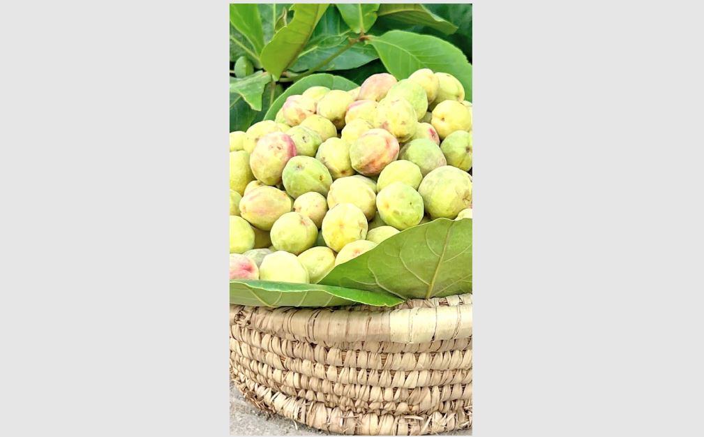 Bahrain News: Stage is set for Bahrain’s first-ever Almond Festival