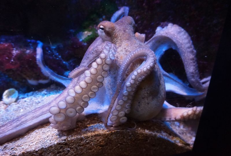 OMG: Doctors horrified after finding an octopus stuck in a man's throat
