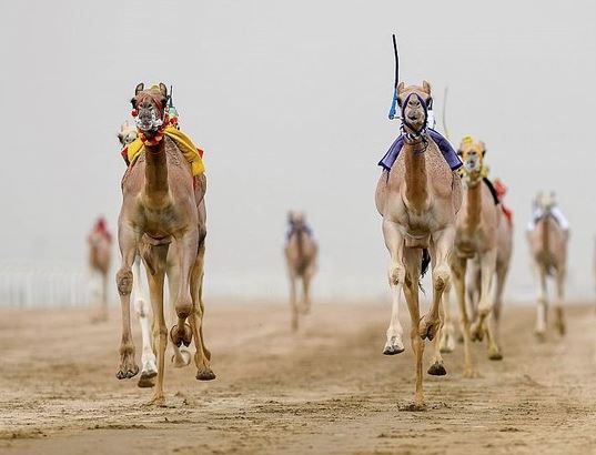 KSA: More than BD5 million prize pool for Saudi's camel festival next month