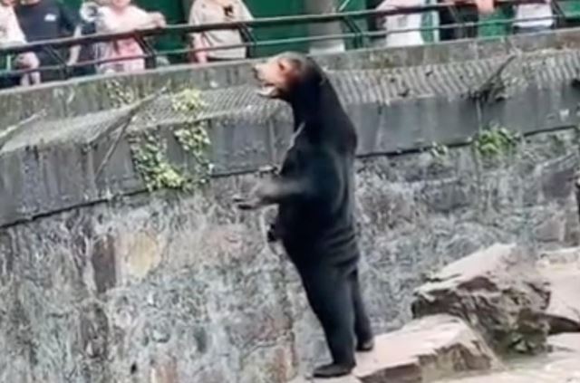 OMG: Tourists flock to Chinese zoo to see 'human-like' bear
