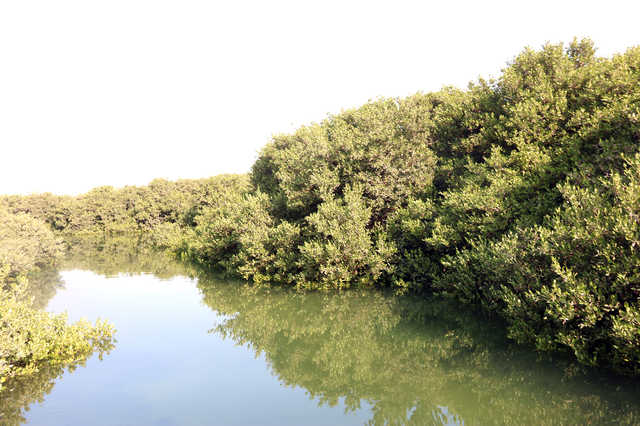 Bahrain News: Man testifies to stumbling across body in mangrove