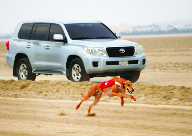 Bahrain News: SPEEDSTERS WITH PEDIGREE: Saluki dogs race turns up the ...