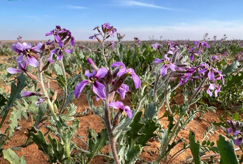 KSA: Lavender blossoms in the desert of northern Saudi ahead of spring ...