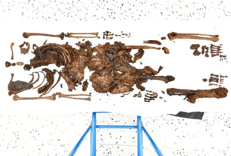 OMG: Bog body from 2,500 years ago discovered in N. Ireland