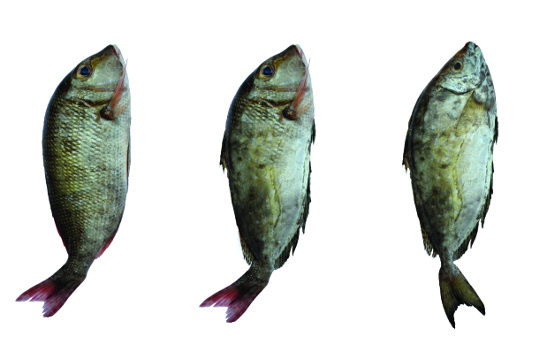 Bahrain News: Artwork tells futuristic tale of fictional rogue hybrid fish