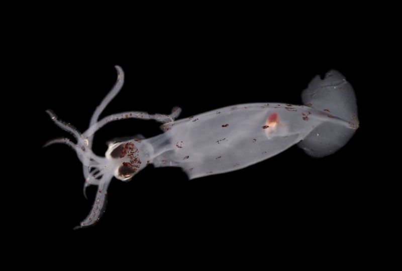 OMG: Scientists discover 100 potential new deep-sea species
