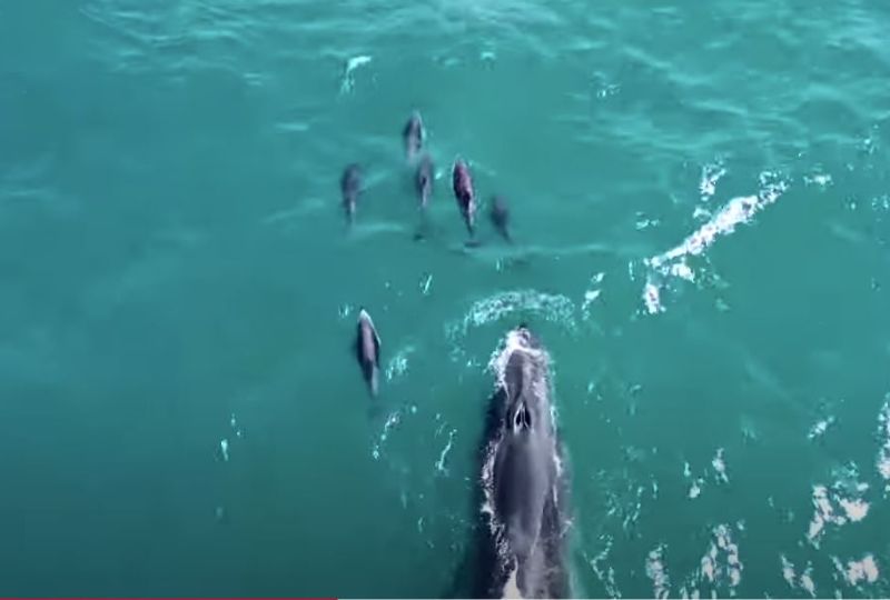 OMG: VIDEO: Sei whales have made a comeback after 100 years