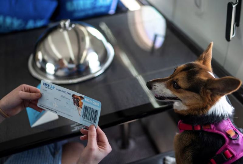OMG: This airline wants all dogs to fly first class