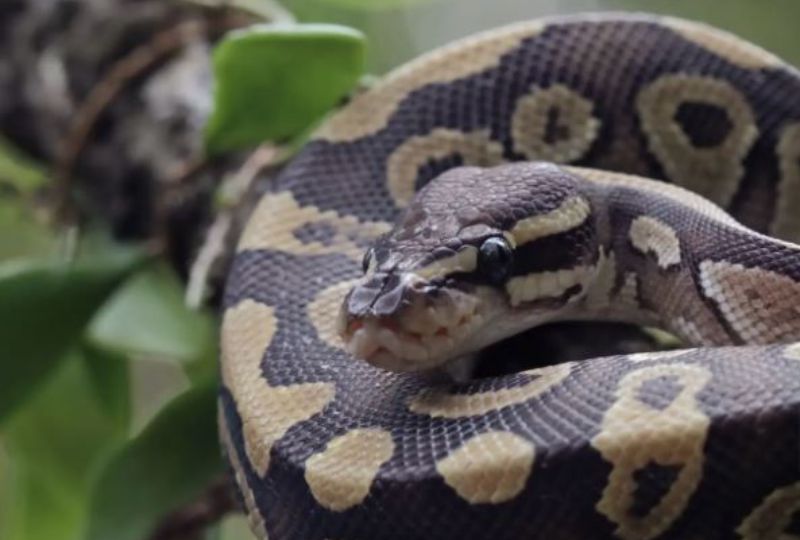 OMG: Indonesian woman tragically killed by python