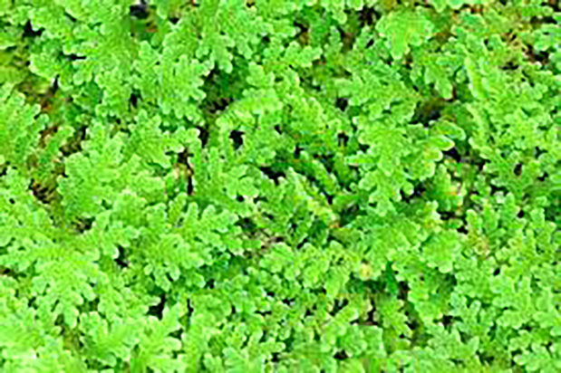 Bahrain News: Plans for intensive farming of ‘mosquito fern’ discussed