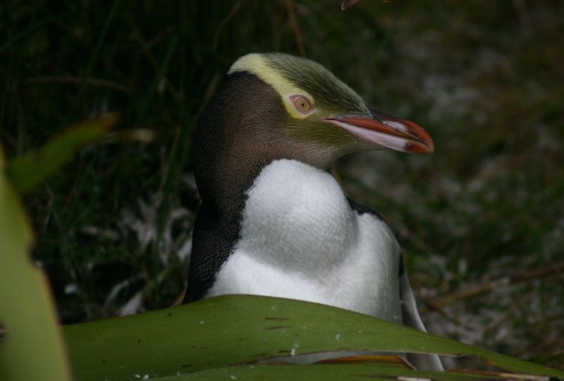 OMG: Shy, smelly penguin wins New Zealand bird of the year