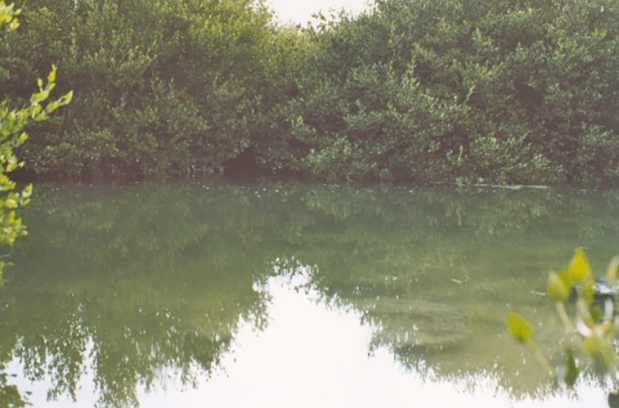 Bahrain News: Bahrain ‘is home to GCC’s oldest mangrove forests’