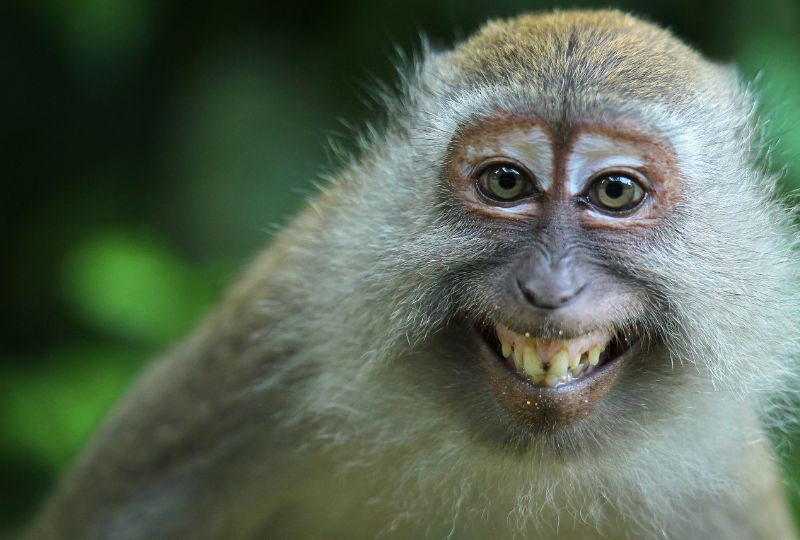 Department Assists in Monkey Rampage Containment | Perigon