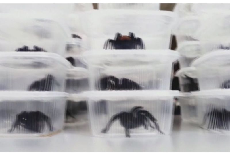 OMG: VIDEO: Korean man caught with 320 tarantulas, 110 centipedes in Peru