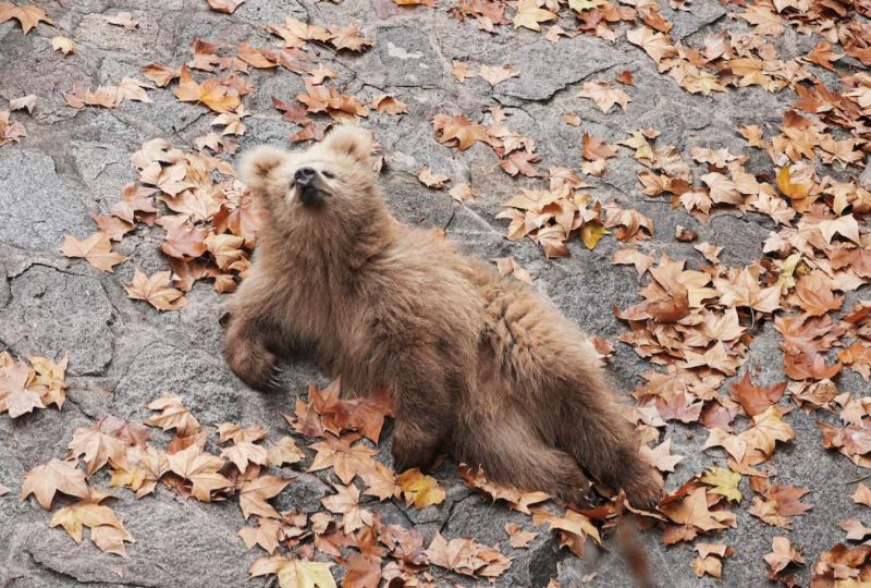OMG: Shanghai bear cub Junjun becomes breakout star