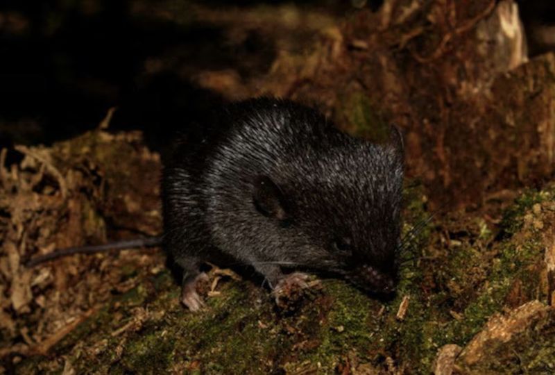 OMG: 'Amphibious mouse' among 27 new species discovered in Peru's Amazon