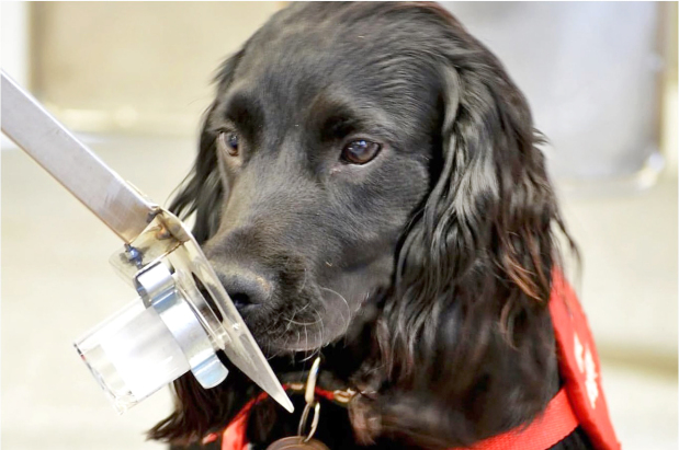 Bahrain News: Dog squad in cancer battle