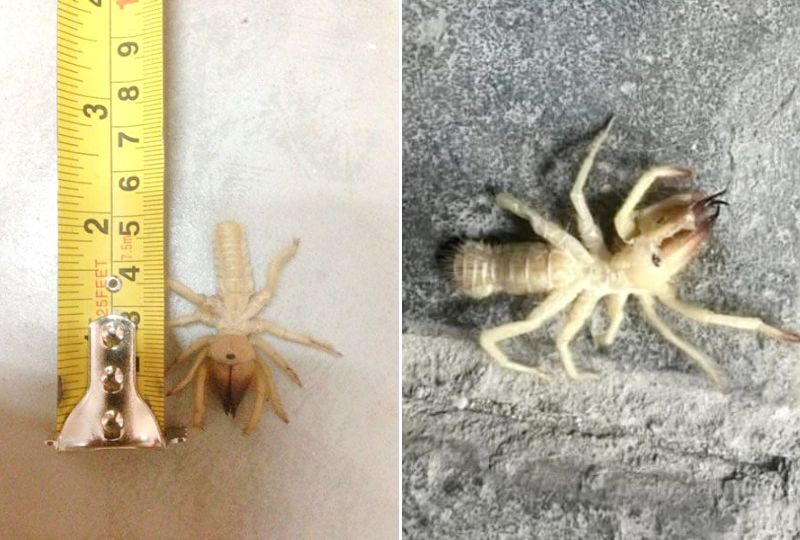 Bahrain News: Residents warned about ‘camel spider’ sightings