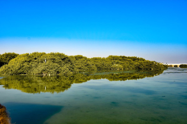 Bahrain News: Mangroves ‘could fuel greener future’