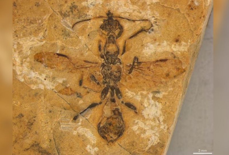 OMG: Oldest-known ant preserved in 113 million-year-old Brazilian fossil