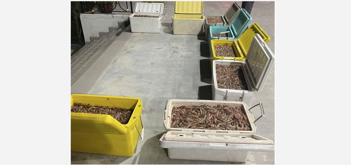 Bahrain News: Shrimp seized