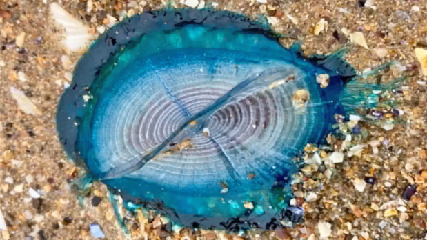 World News: ‘Stunningly beautiful’ sea creatures wash up along Welsh ...